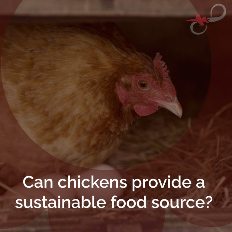Chickens a sustainable food source? - HPC
